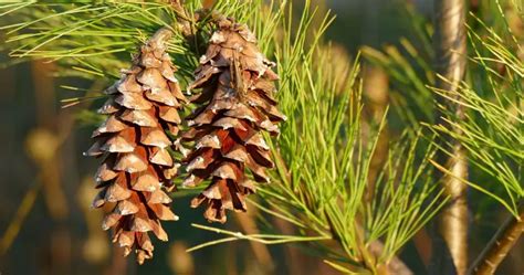 How To Save Dying Pine Tree Get Pine Tree Back To Life Info Graphic