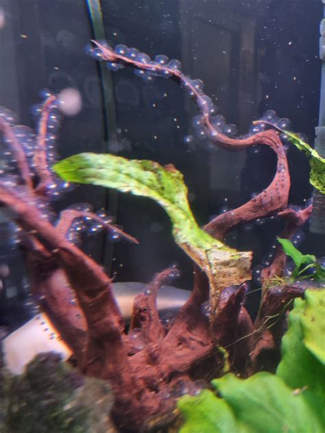 Sexing Axolotls Caudata Org Newts And Salamanders Portal