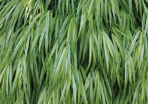 Foliage Plants You Cant Live Without Fine Gardening