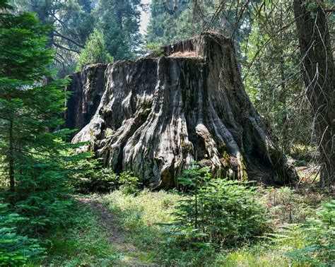 15 Top Things To Do In Kings Canyon National Park
