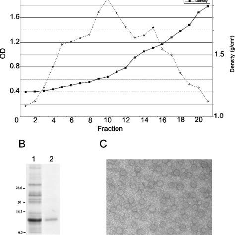 Purification Of Nlps Of C 1 82 Using Cscl Density Gradient Download Scientific Diagram