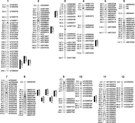 Mapping Of Qtls For Grain Yield Gy And Component Traits Under
