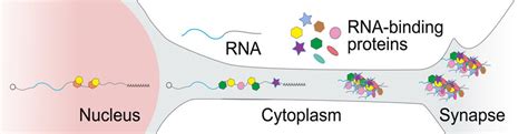 Regulation Of Neuron Specific Rna Sequences