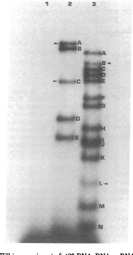 Figure 1 From Nucleotide Sequences At The Termini Of 429 Dna Semantic