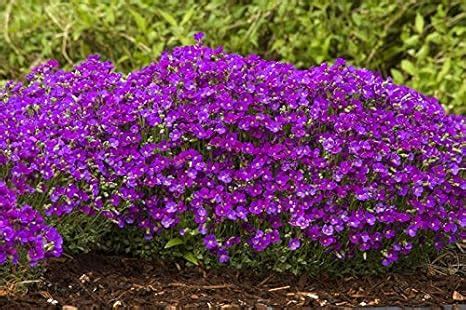 Ultrey Seed House Scented Carpet Phlox Seeds Ground Cover Creeping