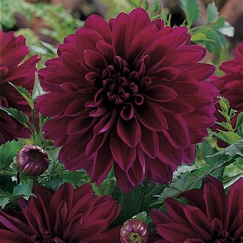 Dahlia Thomas Edison Garden Flux