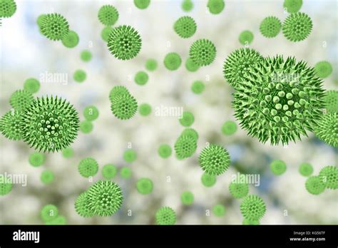 Pollen Grain