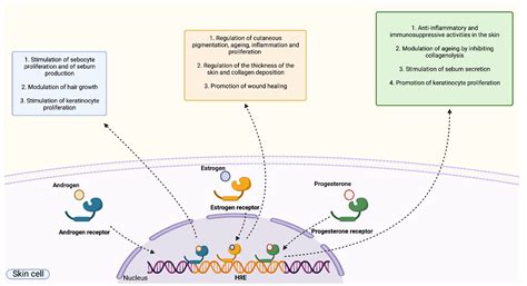 IJMS Free Full Text Unraveling The Role Of Sex Hormones On Keratinocyte Functions In Human