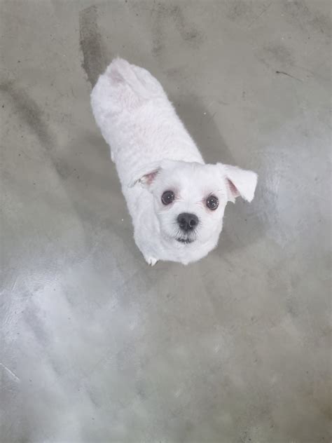 말티즈벤 강아지책임무료분양 강아지분양 고양이분양 컴투펫 시츄 셔틀랜드쉽독 말티푸 미니핀 치와와 요크셔테리어 포메라니안 말티즈 분양