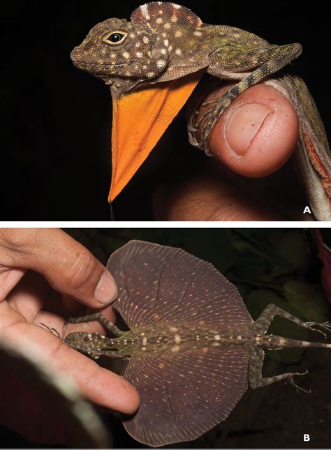 Philippine Flying Lizard Scientific Name