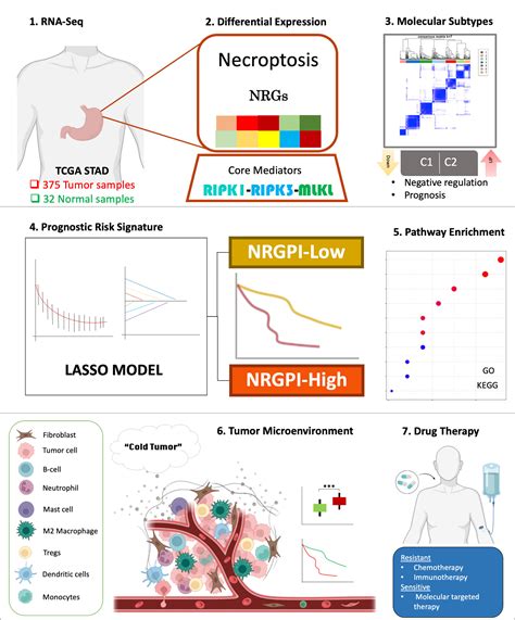 Frontiers A Novel Necroptosis Related Gene Index For Predicting Prognosis And A Cold Tumor