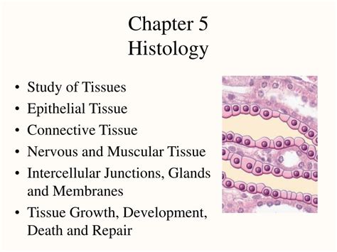 Ppt Chapter 5 Histology Powerpoint Presentation Free Download Id