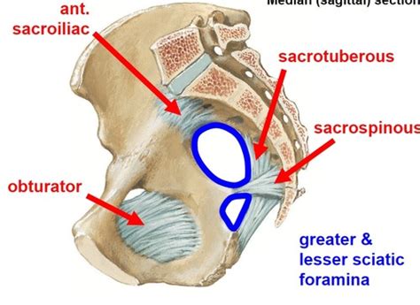 Anatomy Test 4 Flashcards Quizlet