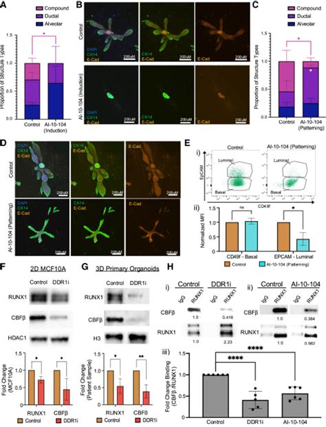 Ddr1 Regulates Runx1 Cbfβ To Control Breast Stem Cell Differentiation