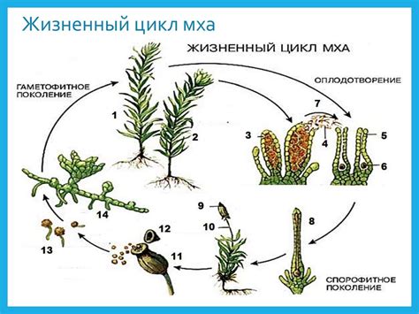 Размножение мхов и папоротников презентация онлайн