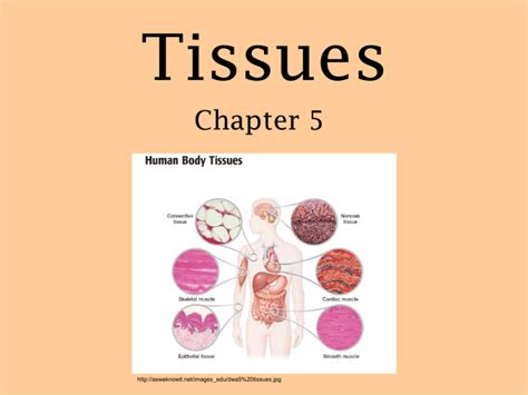 Tissues Epithelial Connective Muscle Nervous Presentation