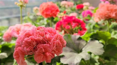 꽃이 좀 피었어요 ㅎㅎ Youtube