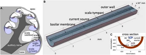 Figure 1 From Model Of Cochlear Microphonic Explores The Tuning And Magnitude Of Hair Cell Figure 1 From Model Of Cochlear Microphonic Explores The Tuning And Magnitude Of Hair Cell
