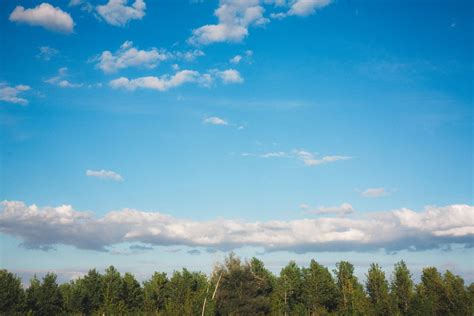Free Picture Trees With A Green Treetop Under A Blue Sky With White Clouds