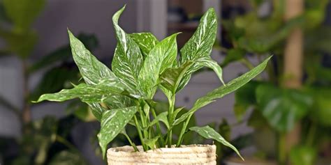 16 Types Of Peace Lily Varieties Of Spathiphyllum