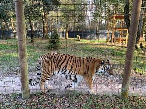 Big Cat Rescue Tampa 2019 All You Need To Know Before You Go With