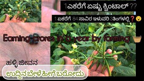Uddina Bele Iluvari Day Life Sudeepbammannavar Village