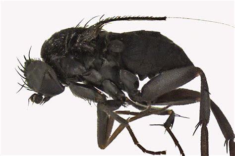 Scuttle Fly Bugguidenet