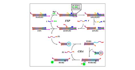 Construction Of A Target Initiated Enzyme Free Dna Cascade Circuit For Amplified Detection Of