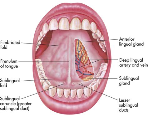 Under The Tongue Is Called Oral Cavity Anatomy Tongue Muscles