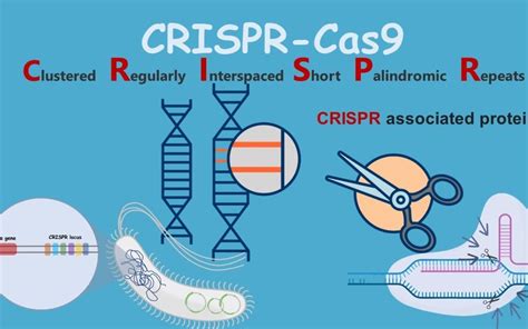 Crisprcas9 Gene Editing Technology Digitalrosh