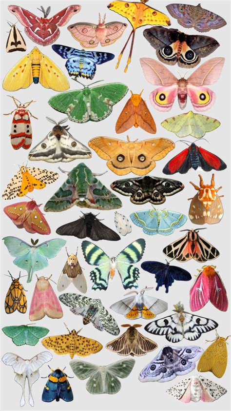 Check Out Pinkpoppa23s Shuffles Butterfly Art Moth Art Print Moth Art