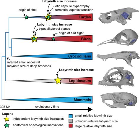 Evolution Of Labyrinth Size In Amniotes Amniote Phylogeny Showing Download Scientific Diagram