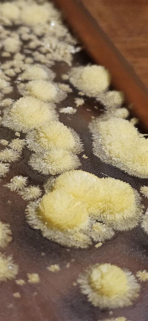 Puff Balls R Dmtporn