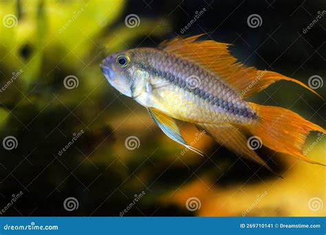 Apistogramma Species