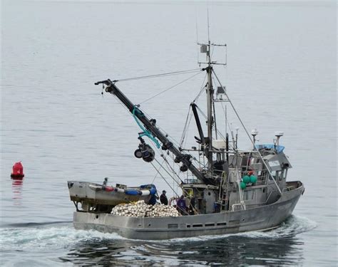 Sofia Lynn Vesseljoin