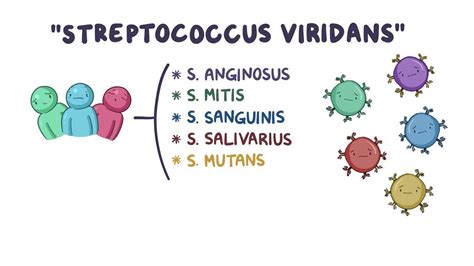 Video Streptococcus Viridans Osmosis