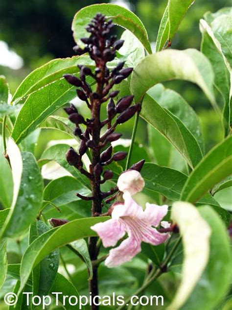 Newbouldia Laevis African Border Tree Top Tropicals Plant Encyclopedia