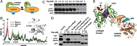 Control Of Src Kinase Activity With Unirapr Domain A Schematic Download Scientific Diagram