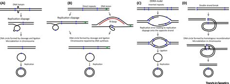 Discoveries Of Extrachromosomal Circles Of Dna In Normal And Tumor Cells Trends In Genetics