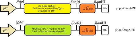 Gene Maps Of Recombinant Plasmids Harboring Truncated Non Ompa Pe And Download Scientific