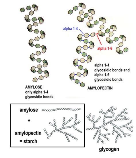 Structure And Function Of Starch Glycogen And Cellulose
