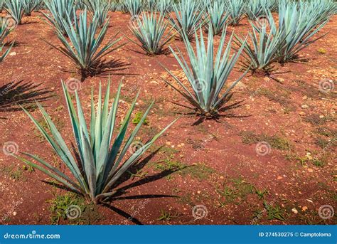Wild Agave Typical Mexican Plant Agava Outdoor At Grass In Garden