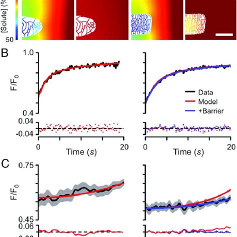 T Tubule Morphology In Rabbit And Mouse Ventricular Cardiomyocytes A