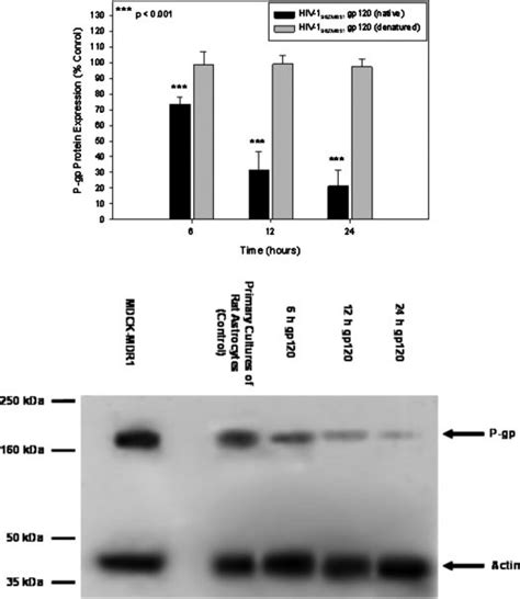 P Gp Expression In Primary Cultures Of Rat Astrocytes Treated With Download Scientific Diagram