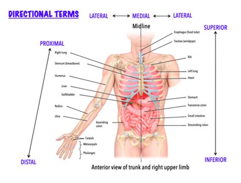 Biol 104 Lecture 1 Flashcards Quizlet