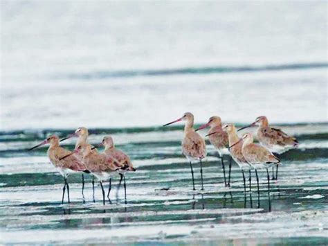 Pvo Closely Monitors Migratory Birds Watchmen Daily Journal