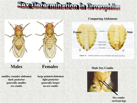 PPT The Inheritance Of Mutant Traits PowerPoint Presentation Free Download ID 600952