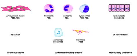 Effects Of Concomitant Phosphodiesterase 3 And 4 Inhibition The