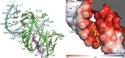 Ionic network at the αα interaction Left The ion binding sites Download Scientific