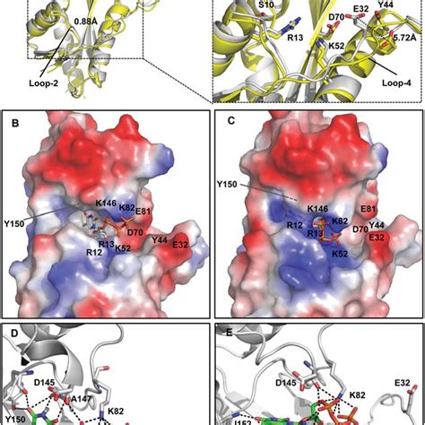 Kinetic Analysis Of Yhde With Dttp And Utp Download Table